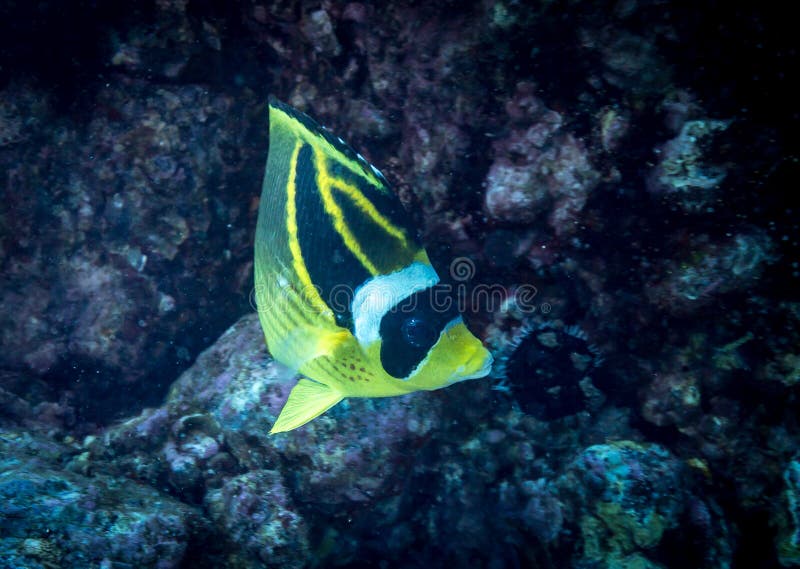 Reef fish of Hawaii stock image. Image of hawaii, reef - 104292465
