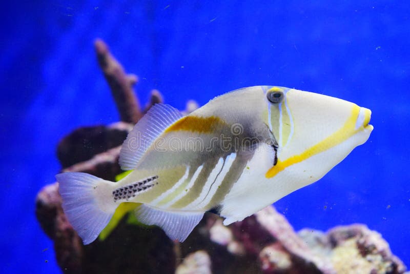 Tropical fish stock photo. Image of colors, aquatic, closeup - 80042546