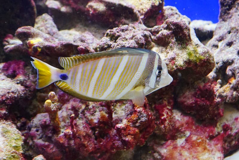 Tropical fish stock image. Image of aquarium, cute, organisms - 80044575