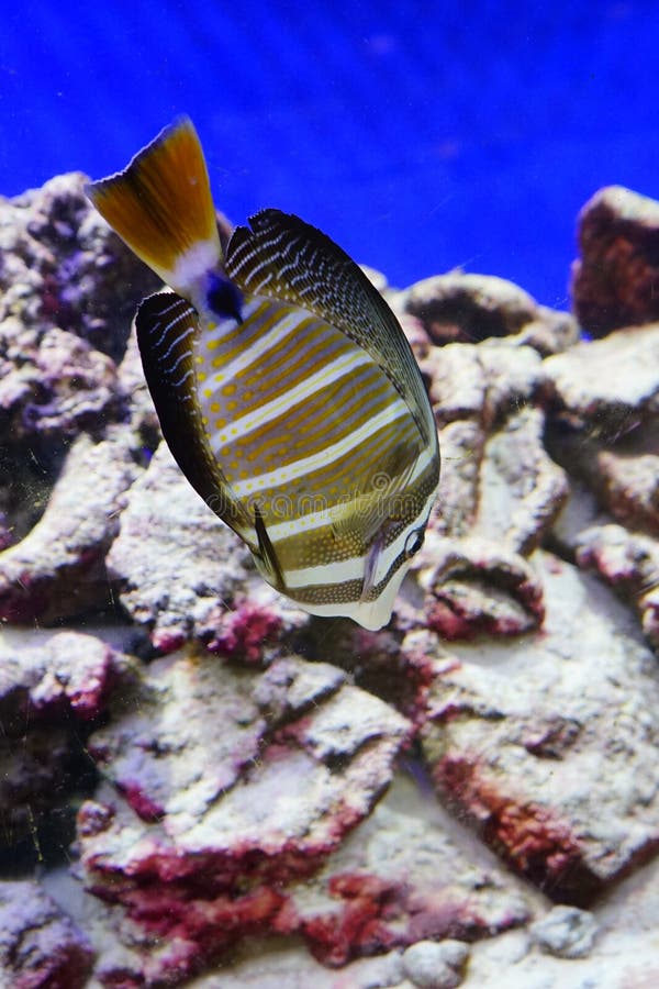 Tropical fish stock image. Image of colorful, details - 80044815