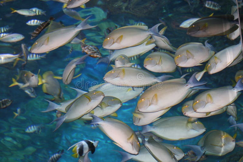 Tropical fish, Thailand. stock image. Image of caribbean - 13437455