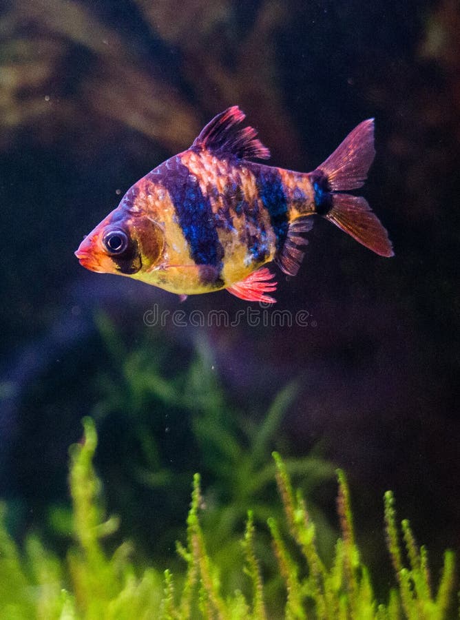 Tropical fish - Tiger Barb stock image. Image of tank - 108905183
