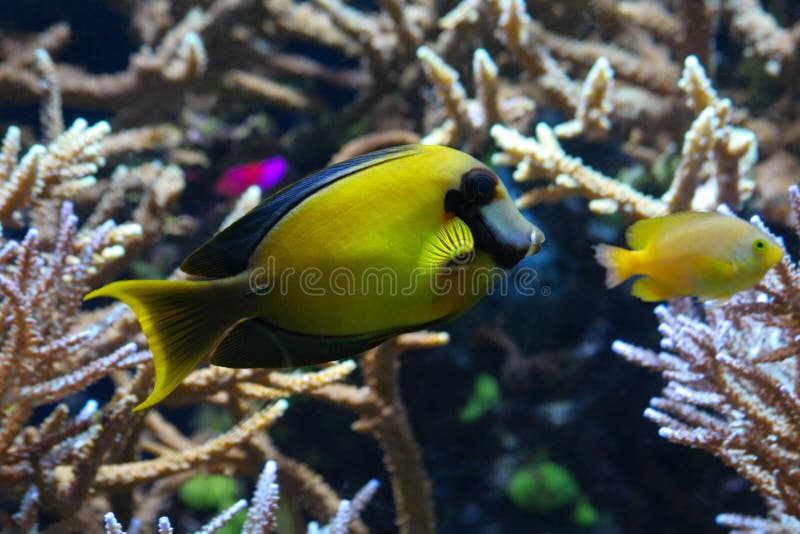 Tropical fish stock photo. Image of oceania, animal - 202846814