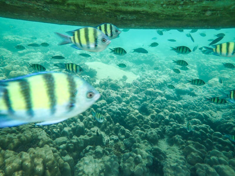 Tropical fish under a boat stock photo. Image of swimming - 46016338