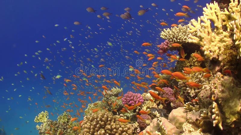 Tropical Fish on Vibrant Coral Reef Stock Footage - Video of tropical ...