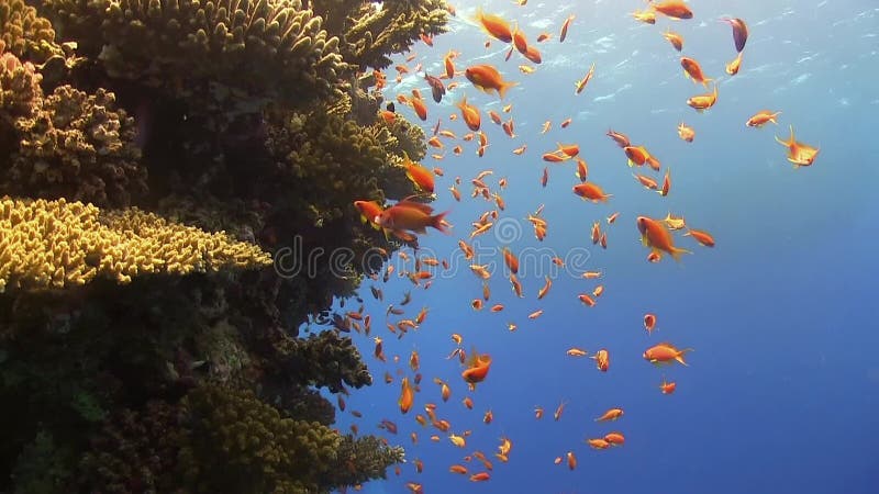 Tropical Fish on Vibrant Coral Reef Stock Footage - Video of tropical ...