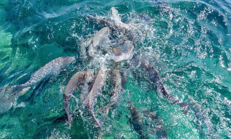 Tropical Fish Western Australia on the Surface Stock Image - Image of ...