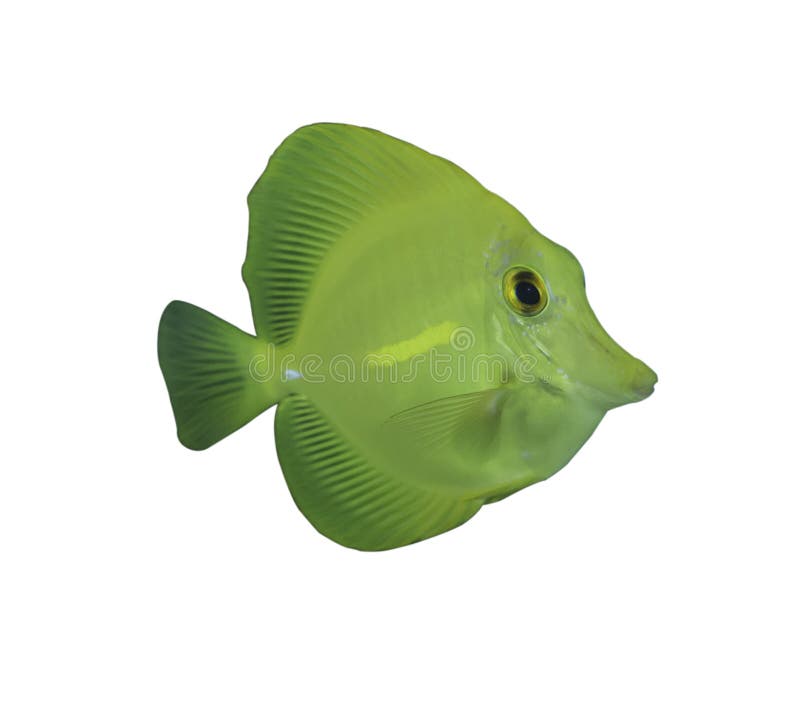 Tropical Fish Background