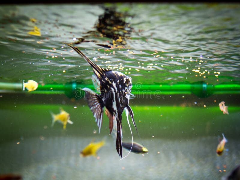 Tropical Fishes Eating in a Fish Tank Stock Photo - Image of amazon ...