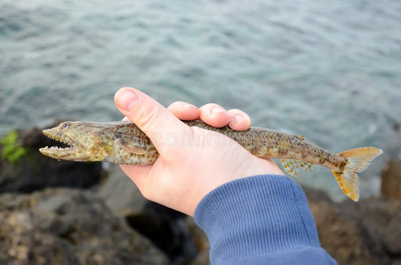 Synodus saurus stock image. Image of eyes, saurus, fishing - 24004389