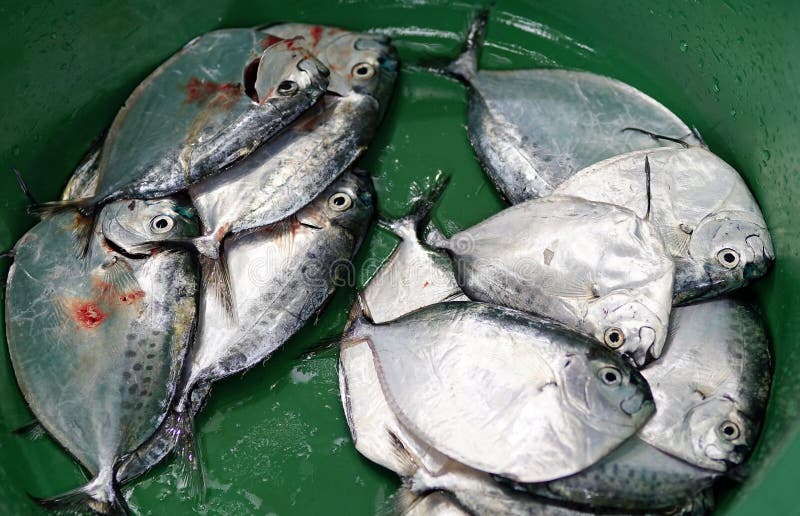 Tropical Flat Fish from Philippines Stock Photo - Image of philippines ...