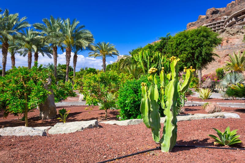 Tropical Flora of Gran Canaria Island, Spain Stock Photo - Image of ...
