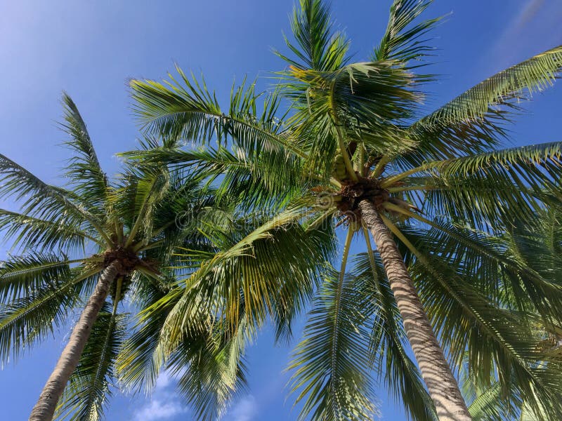 Tropical Florida Day stock photo. Image of tropical, trees - 76743598