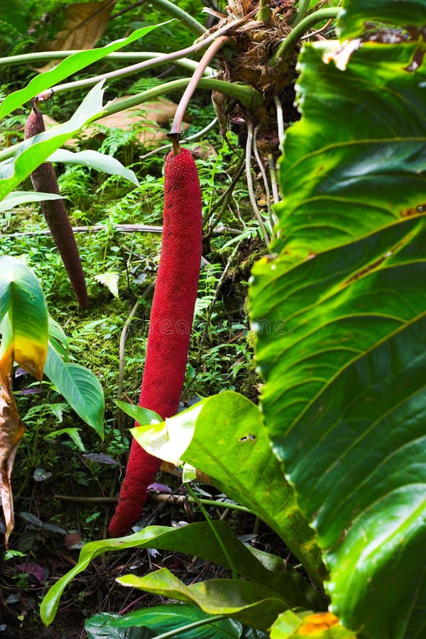 Tropical flower stock image. Image of bright, green, fruit - 12373325