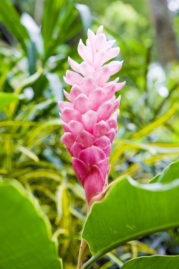 Tropical flower stock photo. Image of greater, petals - 12960212