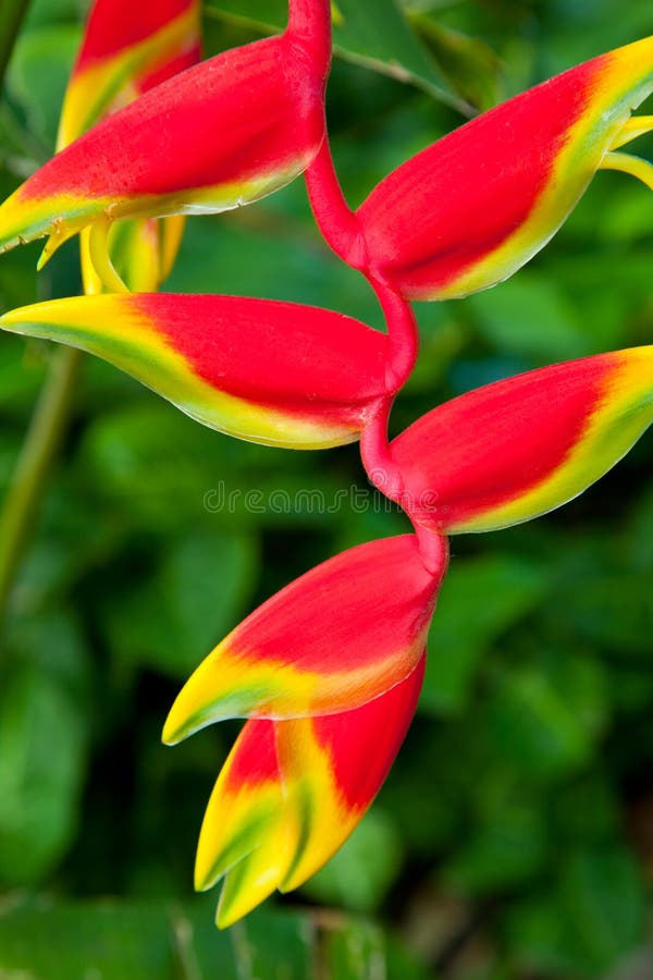 Tropical Flower stock photo. Image of nature, close, colorful - 22784148