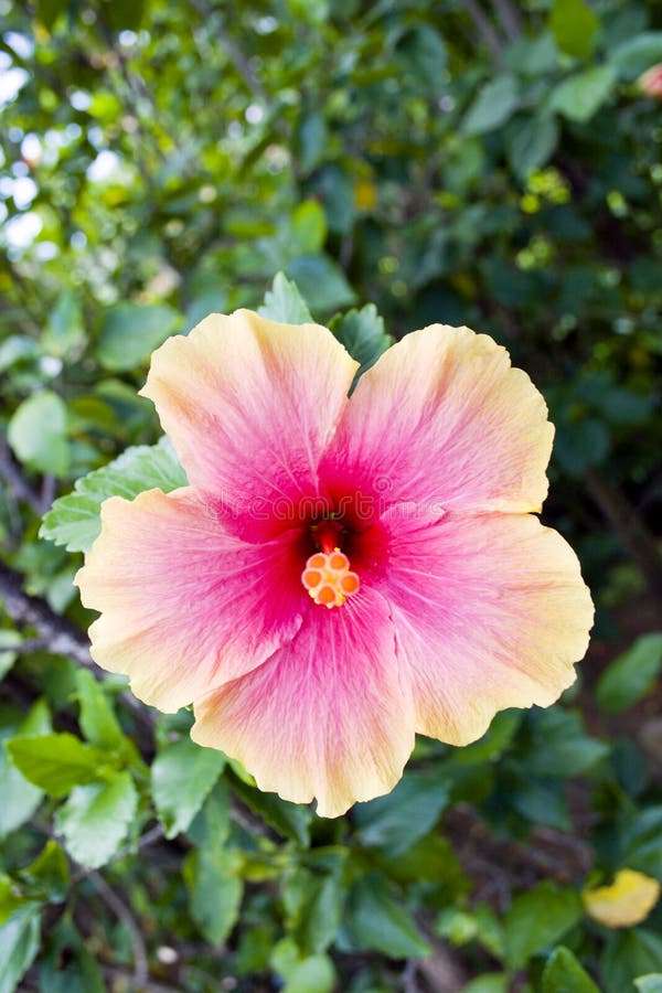 Hibiscus,Tropical flower stock image. Image of hibiscus - 21097503