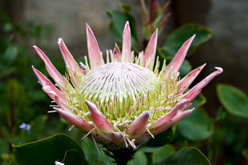 Tropical Flower (Fynbos) stock image. Image of pink, tropical - 13545437
