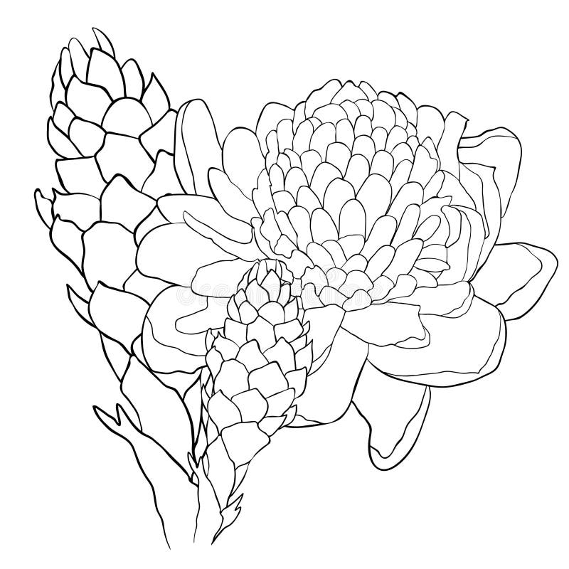 Tropical Flower of Ginger Coloring Torch. Vector Illustration Stock ...