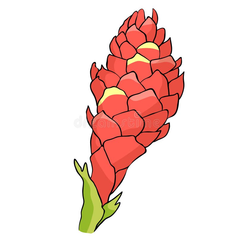 Tropical Flower of Ginger Red Torch. Vector Illustration Stock Vector ...