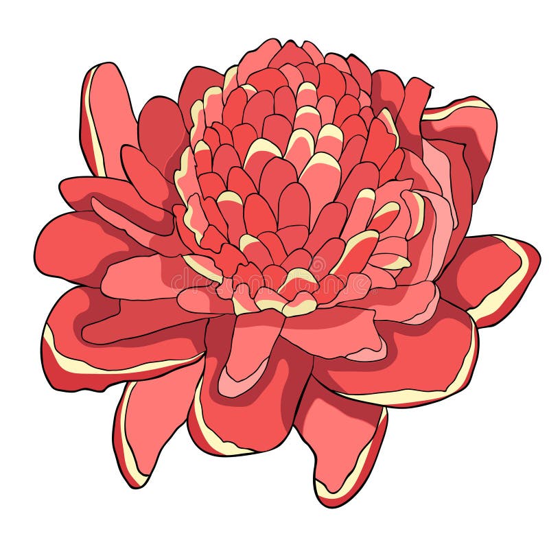 Tropical Flower of Ginger Red Torch. Vector Illustration Stock Vector ...