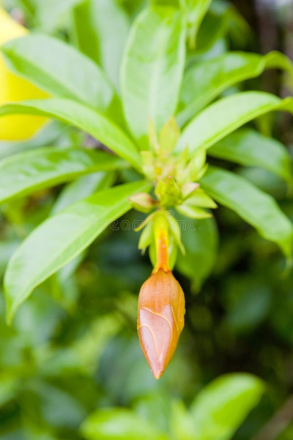 Tropical flower, Grenada stock image. Image of fragile - 174146361
