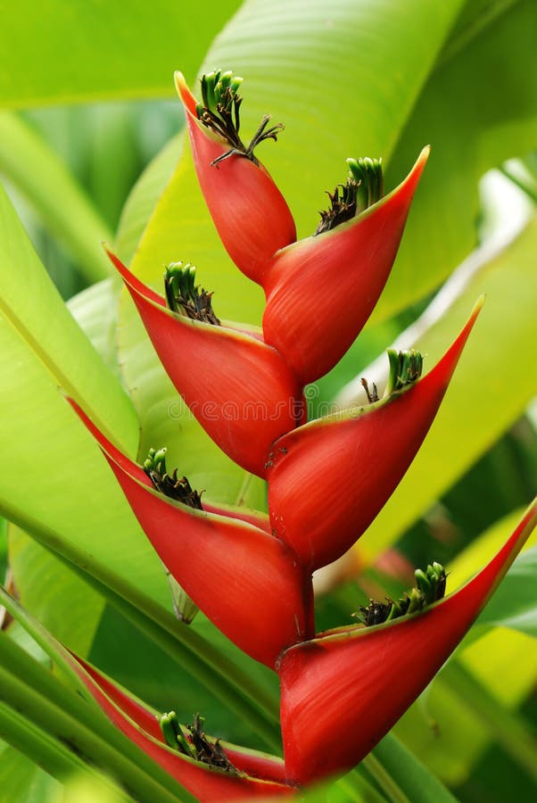 Heliconia, a Beautiful Tropical Flower Stock Image - Image of garden ...