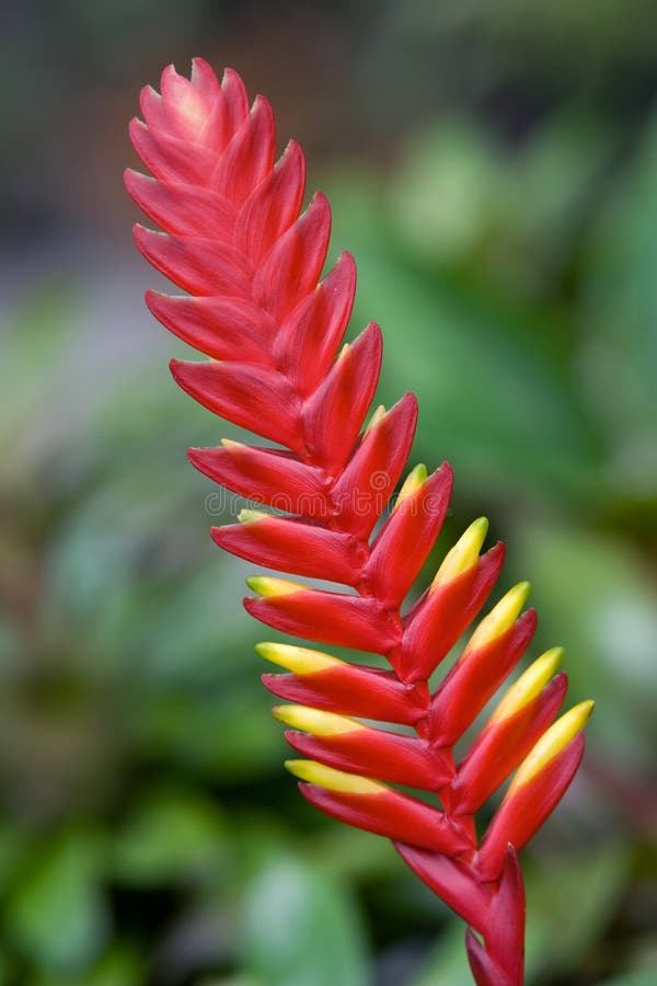 Tropical Flower Heliconia Caribaea Stock Photo - Image of forest ...