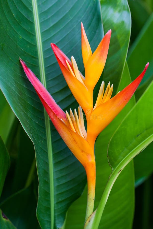 Tropical Flower Heliconia stock photo. Image of heliconia - 45010006