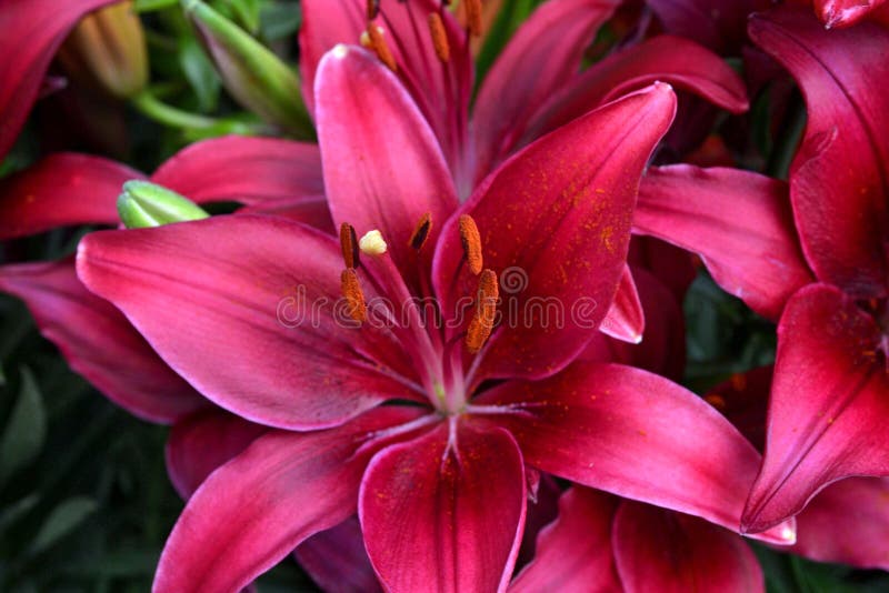 Tropical Flower-Magenta stock photo. Image of wildflowers - 69383084