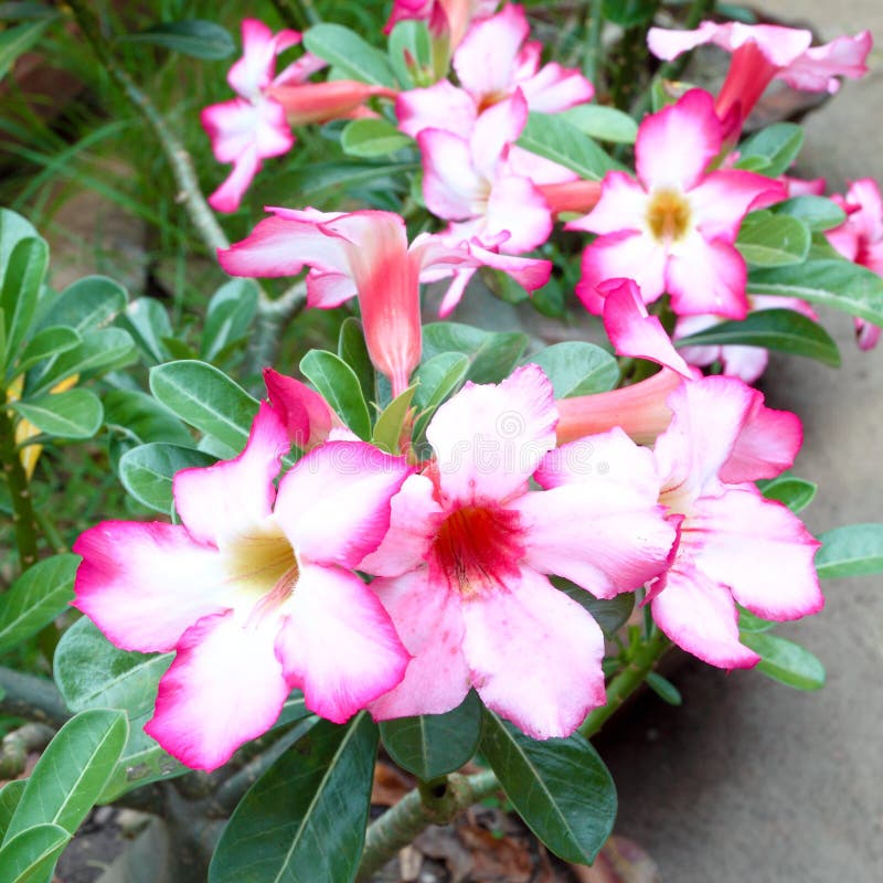 Tropical Flower Pink Adenium Stock Image - Image of color, harmony ...