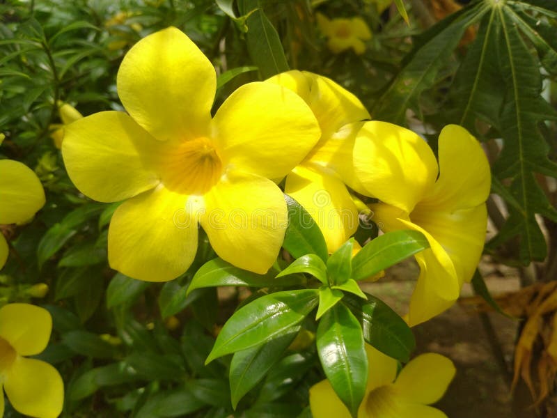 Tropical Flower Plants and Green Leaves in Spring Stock Image - Image ...