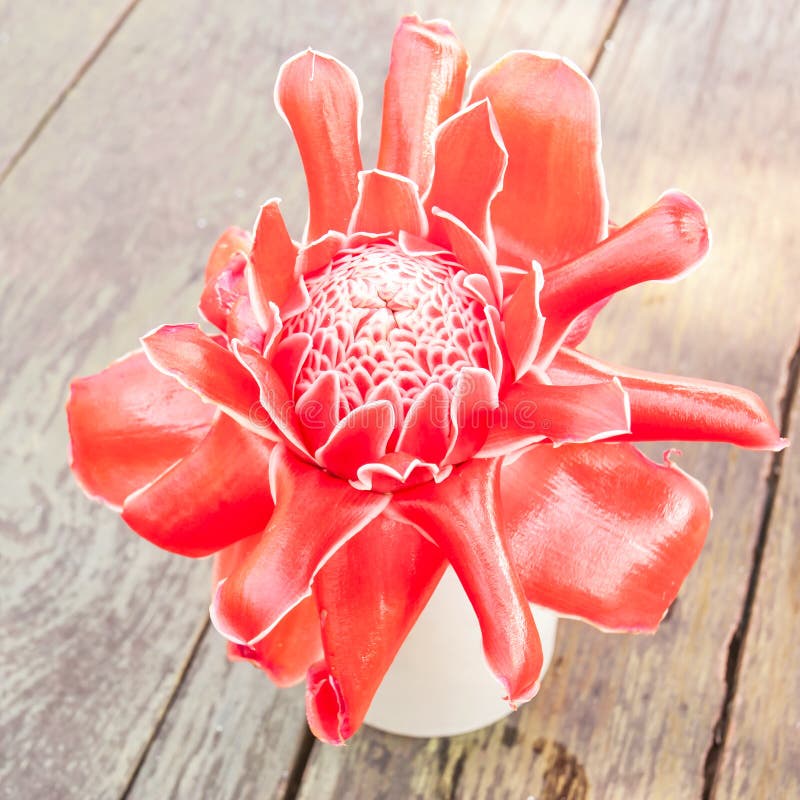 Tropical Flower Red Torch Ginger Stock Image - Image of rainforest ...
