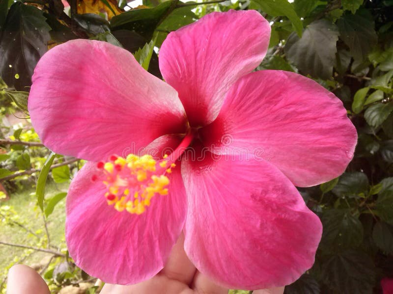 Tropical flower rose stock photo. Image of tropical - 138474616