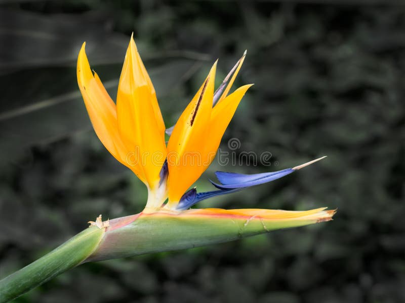 Tropical Flower Strelitzia, Bird of Paradise Stock Photo - Image of ...