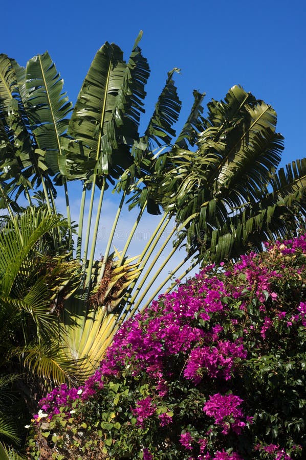 Tropical Flowers stock image. Image of flowers, island - 14608805