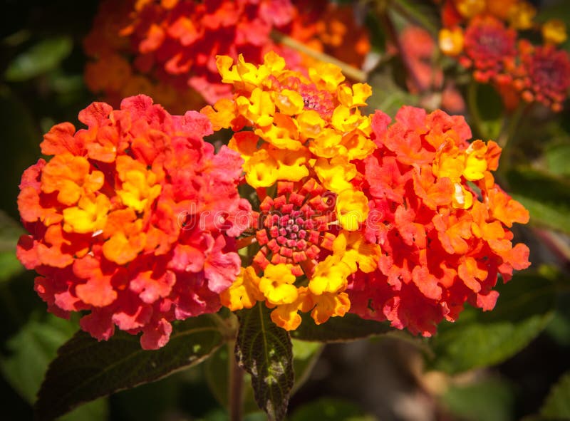 Tropical Flowers, Andalusia, Spain Stock Image - Image of europe ...