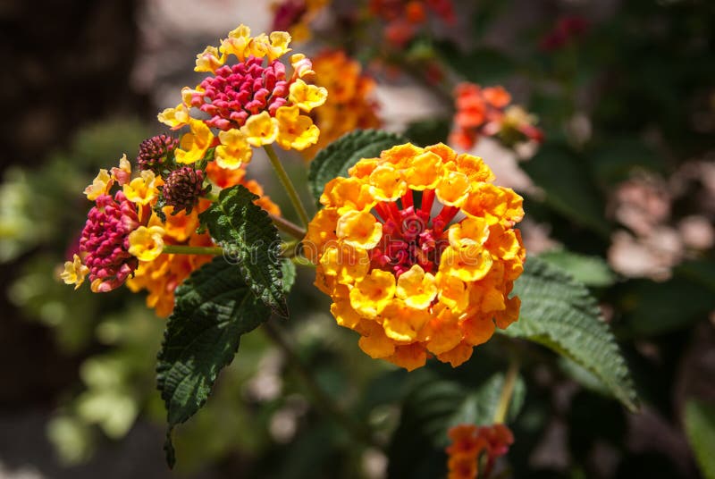 Tropical Flowers, Andalusia, Spain Stock Image - Image of blooming ...