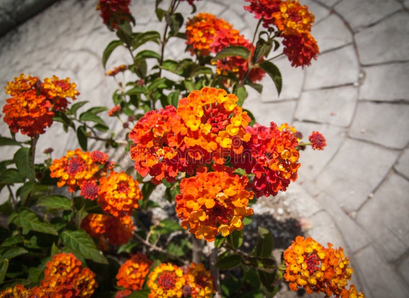 Tropical Flowers, Andalusia, Spain Stock Photo - Image of outdoors ...