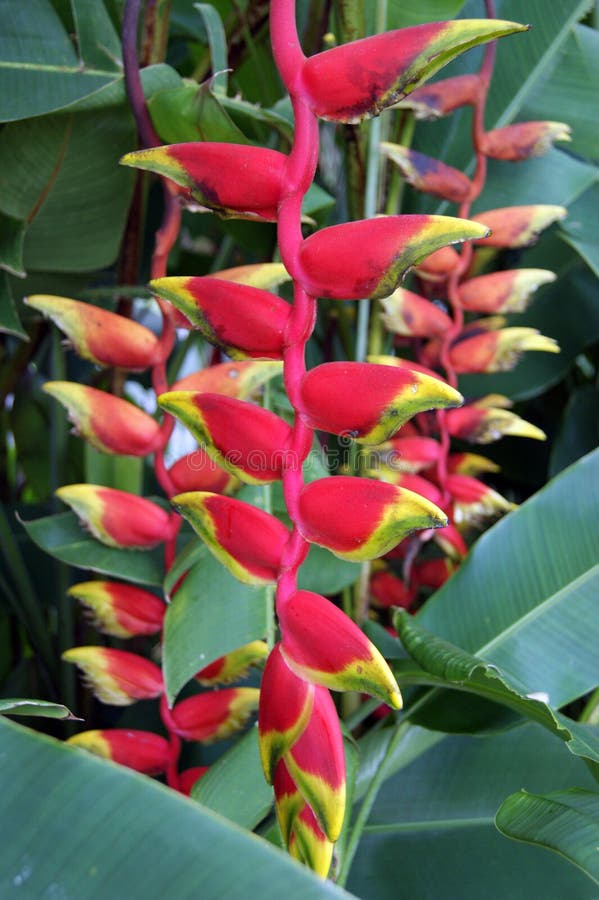 Tropical flowers of Borneo stock image. Image of spring - 13856301