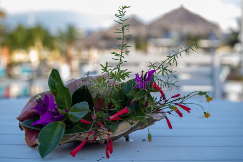 Tropical Flowers in a Conch Shell Stock Image - Image of macro, outdoor ...