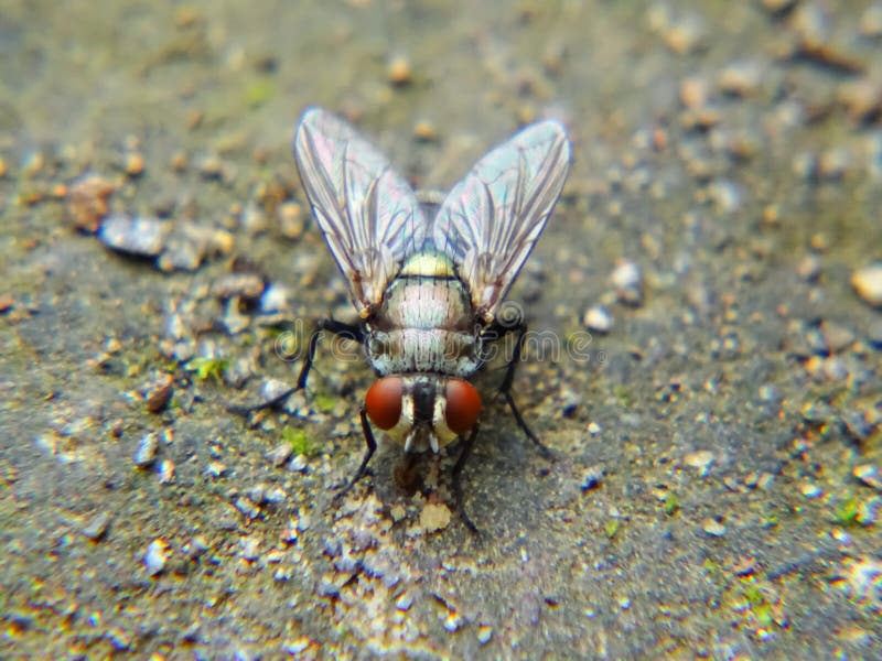 Tropical fly with red eyes stock photo. Image of insect - 224512186