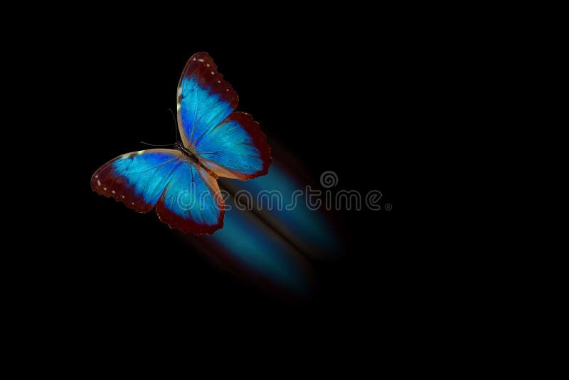 Flying Butterfly Isolated on Black Background. with a Luminous Trace ...