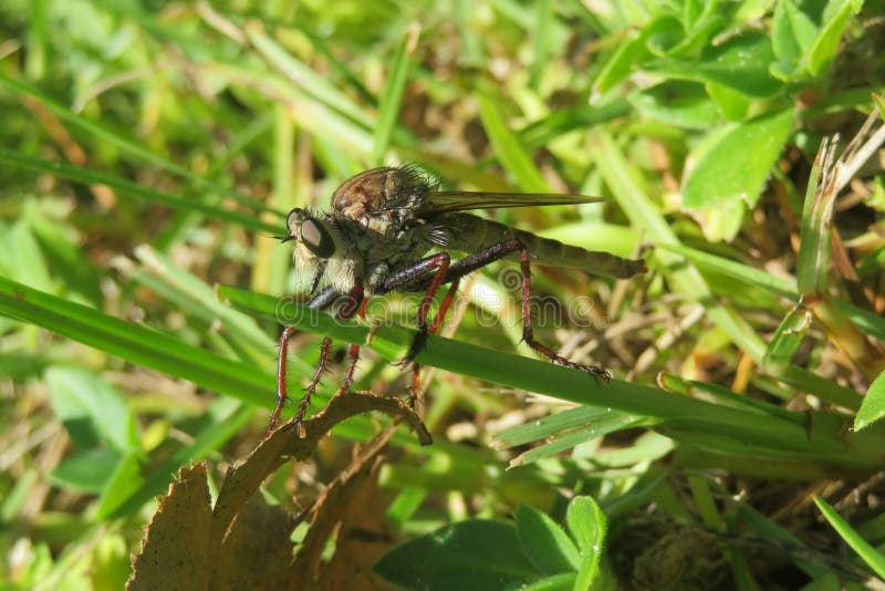Fly Insect in Florida Forest Stock Photo - Image of nature, fauna ...