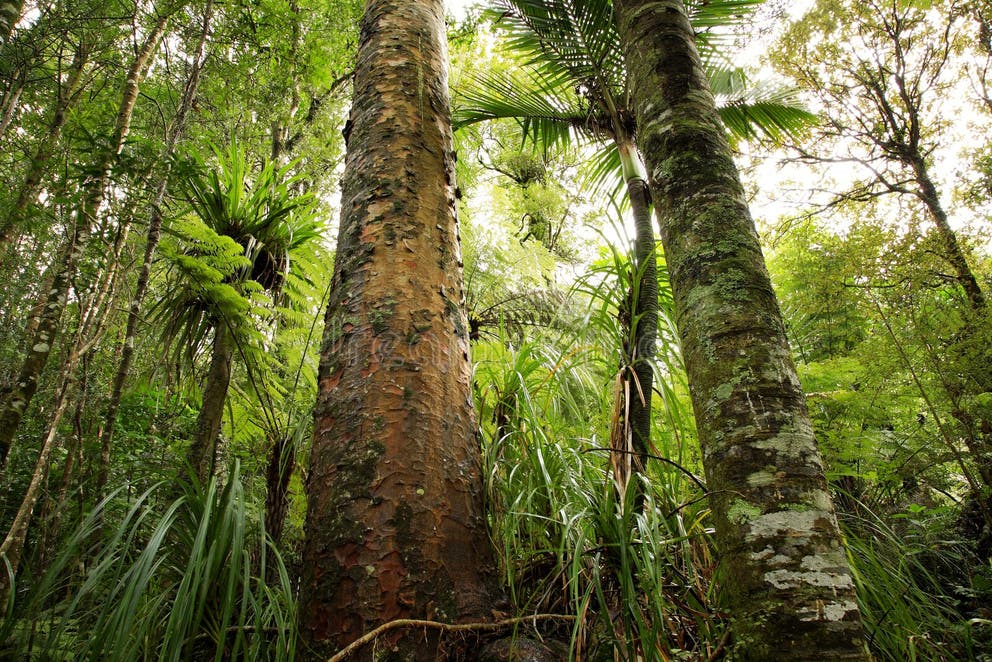 Tropical forest stock image. Image of kauri, fern, greenery - 18809053