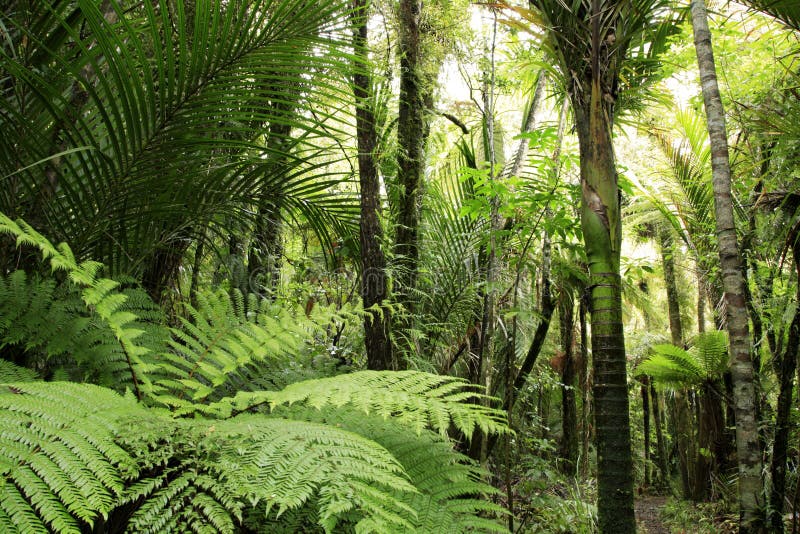 Tropical forest stock image. Image of rain, green, jungle - 3885353