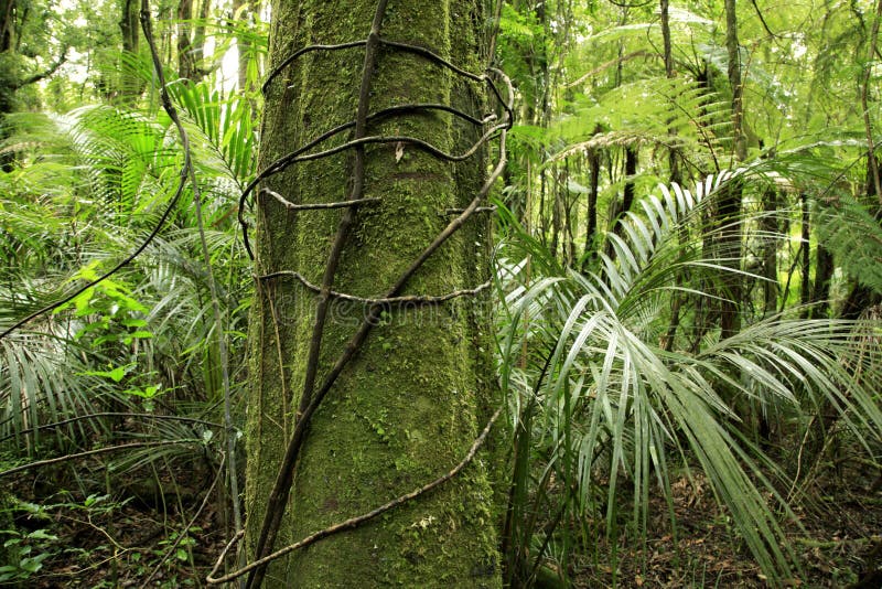 Tropical forest stock photo. Image of vines, fauna, vine - 4936088