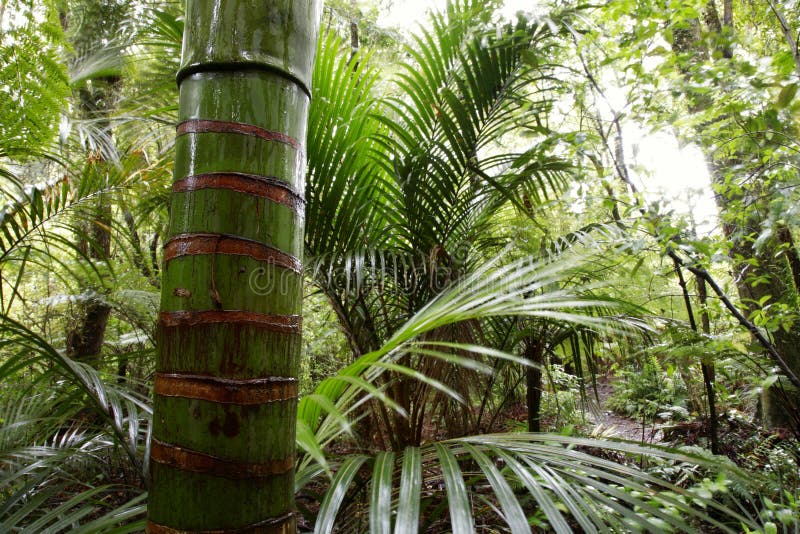 African jungle stock image. Image of mist, jungle, plants - 140543211