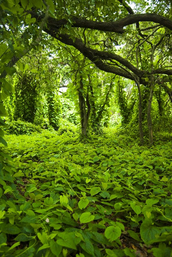Tropical forest stock photo. Image of vine, covered, branch - 9718280