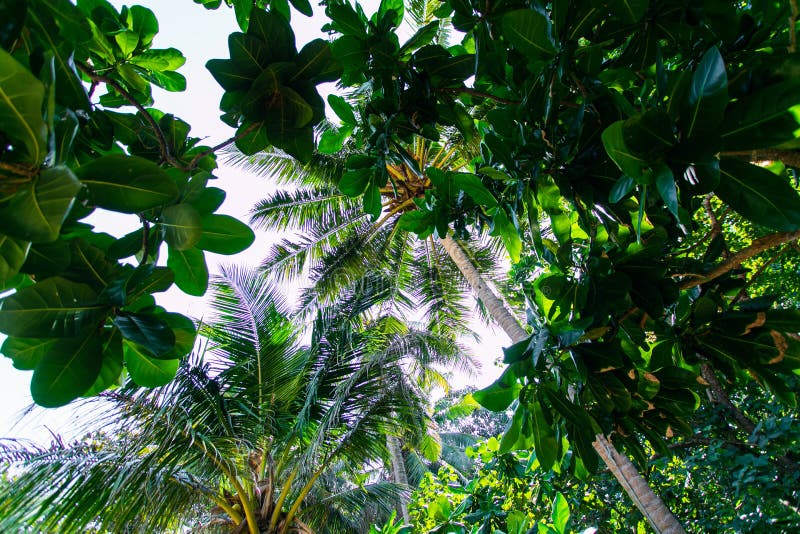 Tropical Forest Background. Beautiful Place. View of the Trees Below ...